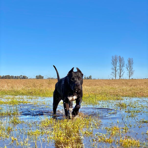 Asociación del Perro Pampa Argentino