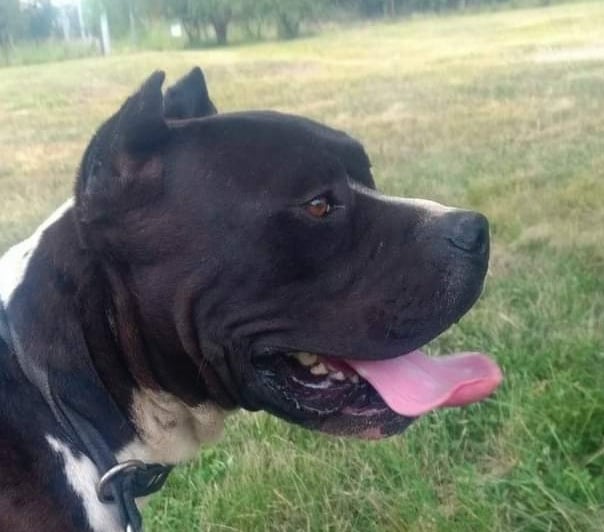Asociación del Perro Pampa Argentino