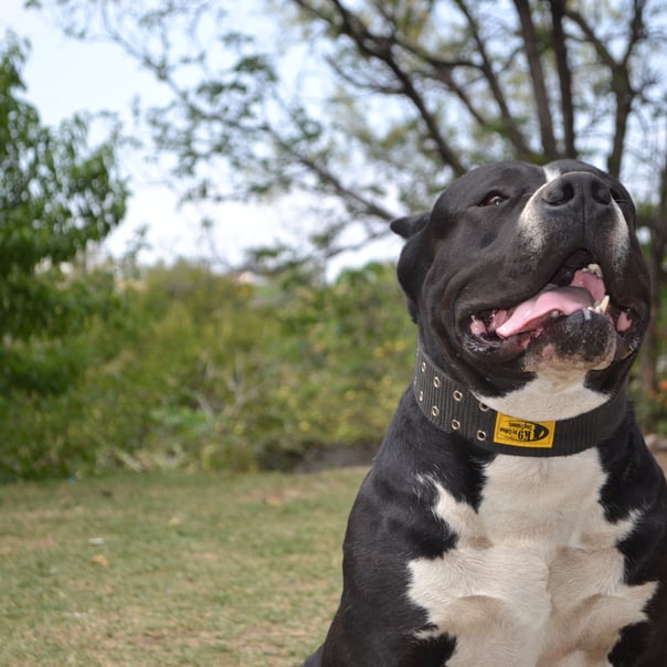 Asociación del Perro Pampa Argentino
