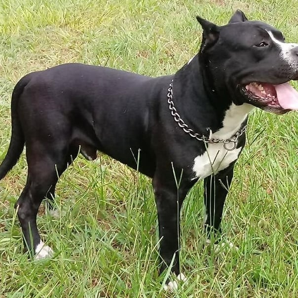 Asociación del Perro Pampa Argentino