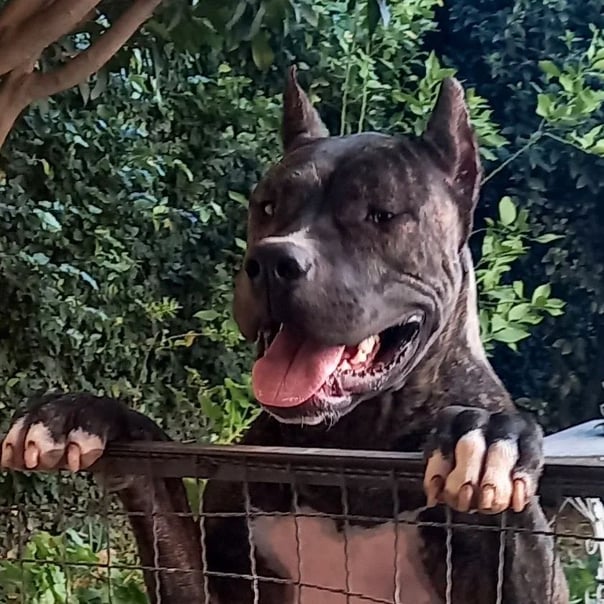 Asociación del Perro Pampa Argentino
