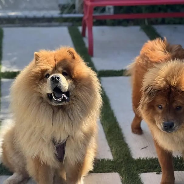 Home-Based Dog Boarding & Pet Care | San Leandro | Dog Boarding and Pet ...