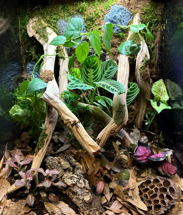 Custom Bioactive Enclosures for Pet Reptiles and Amphibians | JNGL HAUS