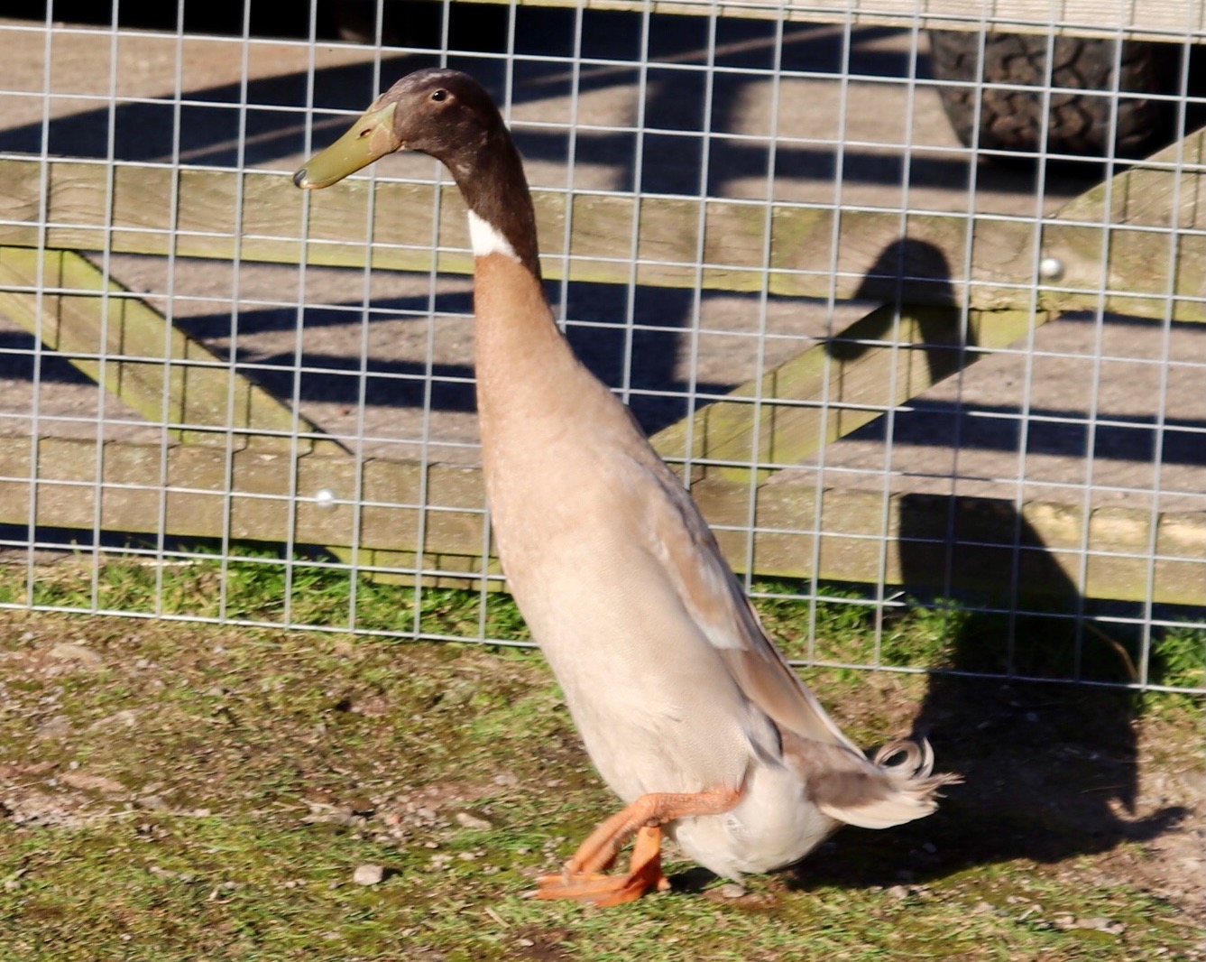 DUCKS ! | Dovecote Farm, High Woolaston