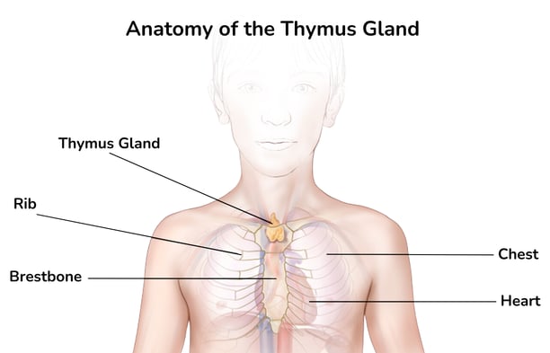 Home [t-booster.co.uk]