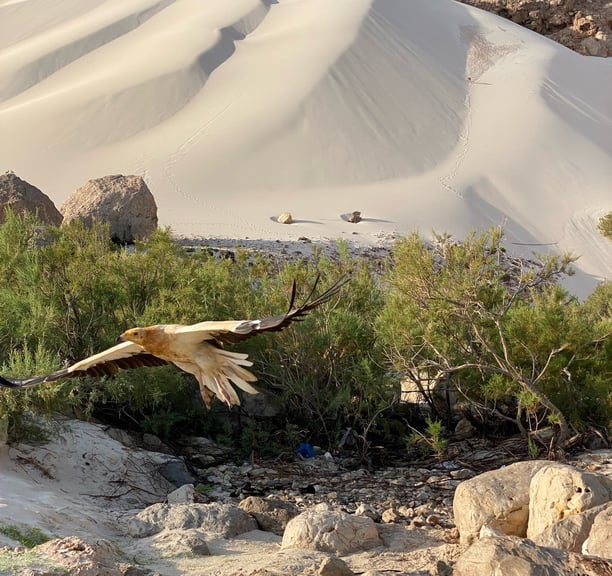 Plan Your Trip to Socotra: Weather, Culture, Food & More | Socotra ...