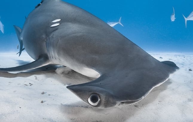 Protéger les requins, c’est préserver l’océan | Shark Education Club