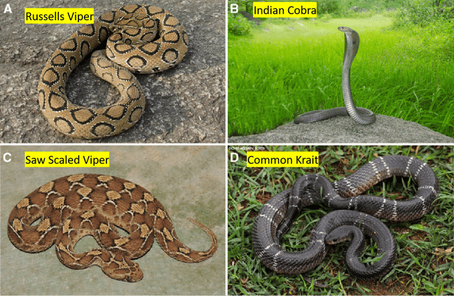 Essential Guide to Venomous Snakes in India | Just Safety