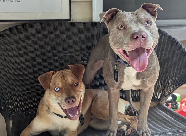 All The Dogs Alabama