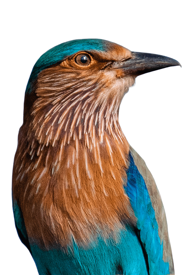 Criação de Logos, Marcas e Marketing Integrado para Profissionais ...