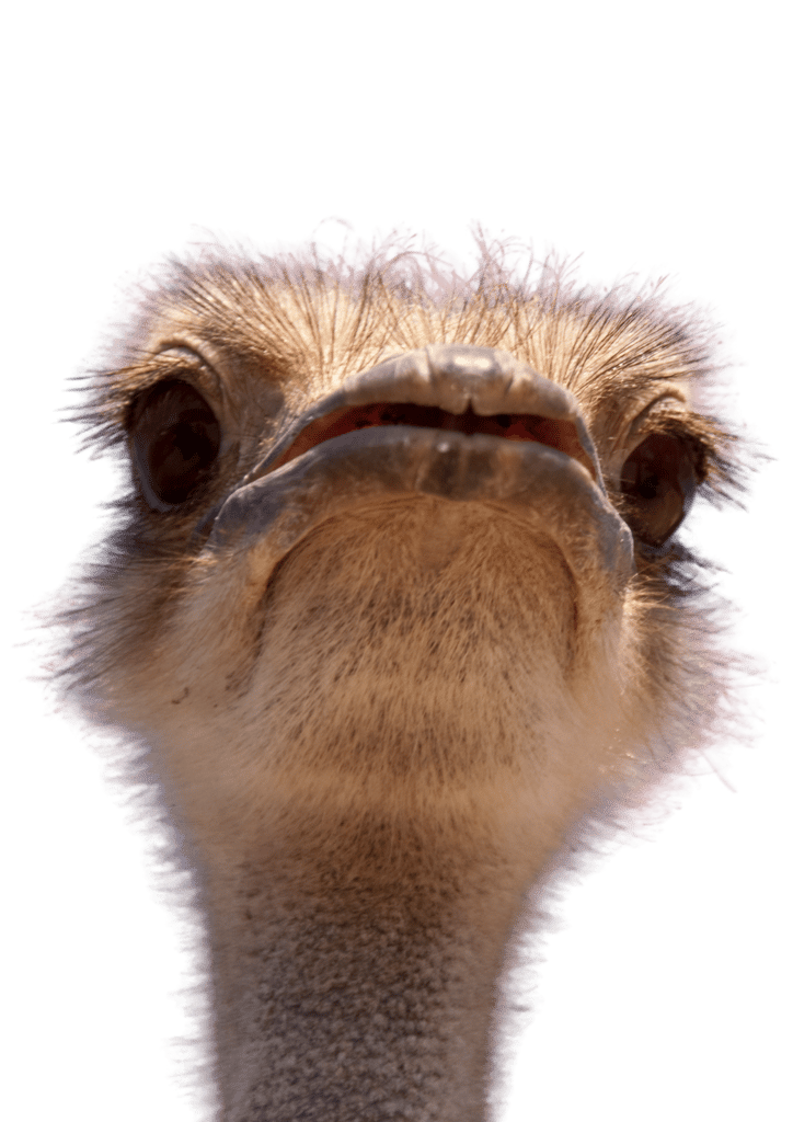 Criação de Logos, Marcas e Marketing Integrado para Profissionais ...