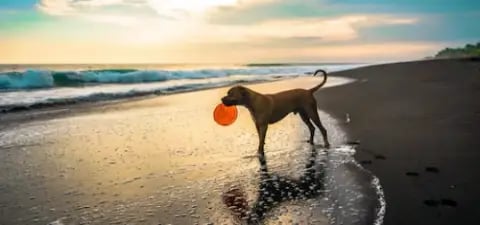 Best Dog-Friendly Beaches in Key West | Florida Travel Blog