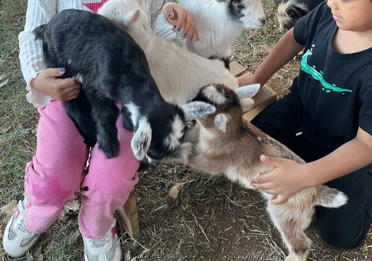 Services | Enchanted Farm Zoo