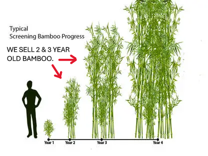 More About Bamboo