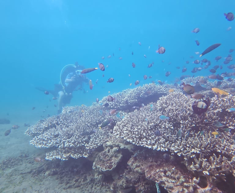 FAST GROWING ACROPORA IS THE SCOFFOLDING THAT KEEPS TOURISM & FISHERIES ...