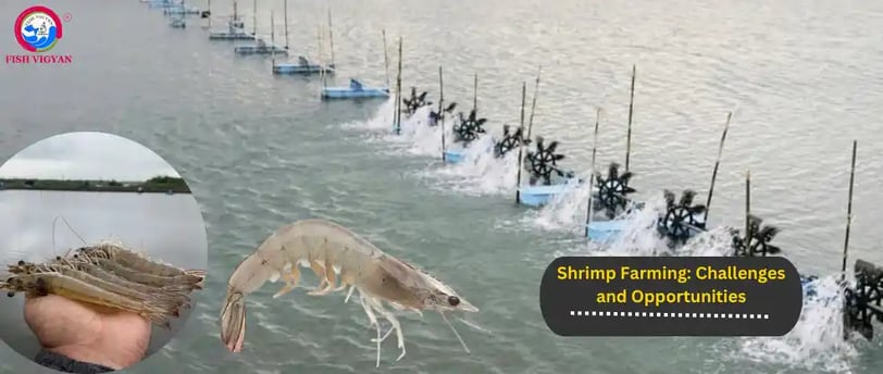 Shrimp Farming: Challenges and Opportunities | Fish Vigyan