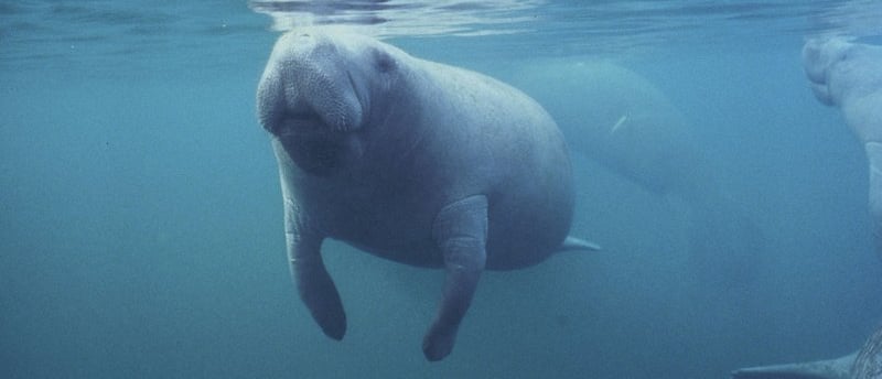 Manatee Awareness Month | We Care Florida