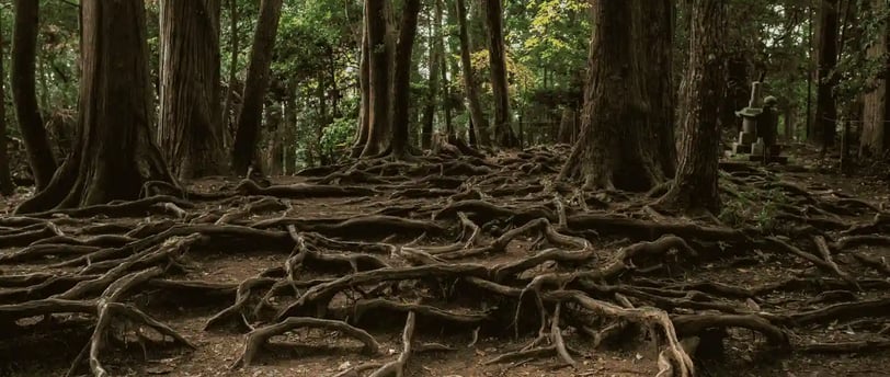 Aokigahara Forest: Japan’s Haunted and Mysterious Sea of Trees | Travel ...
