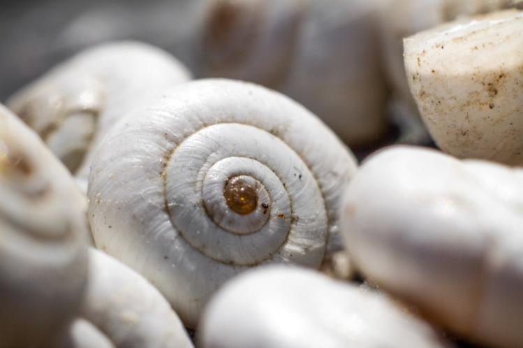 creative ideas to inspire your snail shell art projects | SnailySnail ...