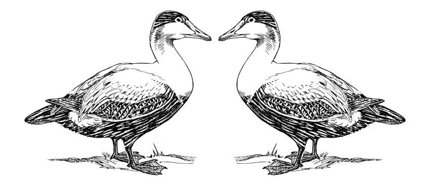 2 Ducks Art Collective